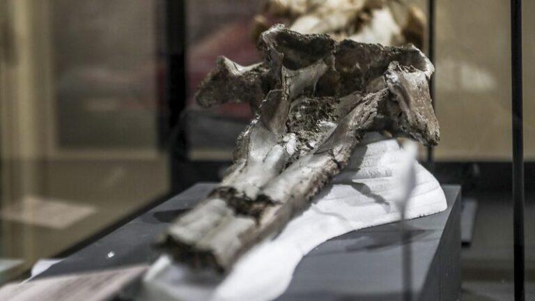 16-Million-Year-Old Dolphin Fossil Found in Peru Links to India’s ...