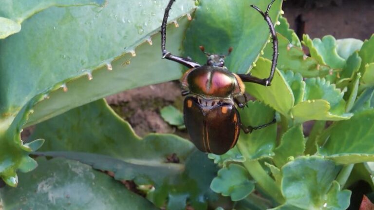17 New Insect Species Unveiled After Three-Year Survey in China’s Mt ...