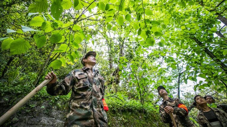 A Forest Ranger’s 40-Year Dedication to China’s Rare Chinese Dove Trees ...