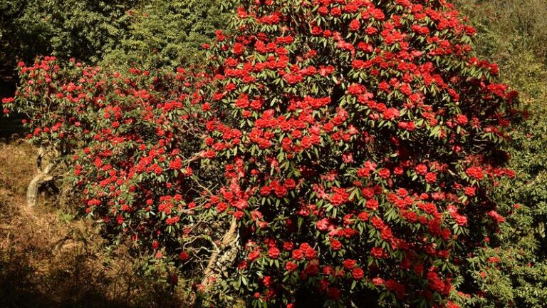 Ancient Azalea Tree in Yunnan Captivates Visitors with Spectacular ...