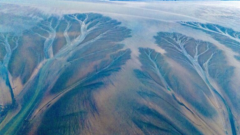 Autumn Unveils the Tidal Trees: Qiantang River’s Natural Masterpiece in ...