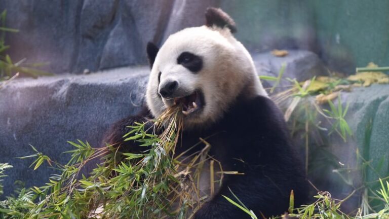 California Proclaims Panda Day as Giant Pandas Yun Chuan and Xin Bao ...