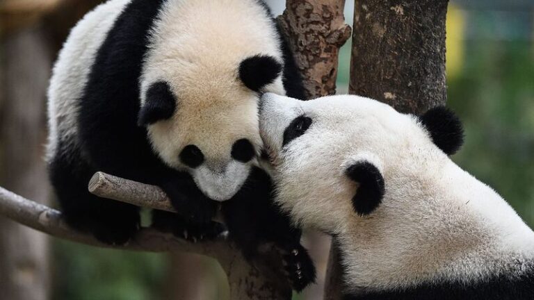 China’s Giant Pandas: From Endangered Species to Cultural Icons ...