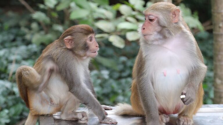 Exploring Nanwan Monkey Island: China’s Tropical Sanctuary for Macaques ...