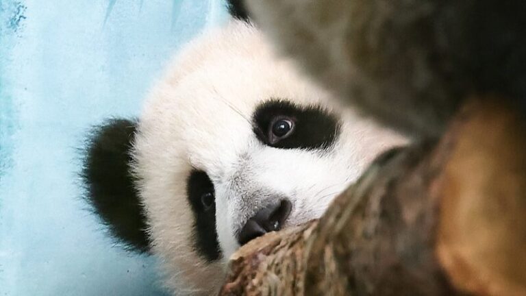 First Giant Panda Born in Russia Makes Public Debut at Moscow Zoo ...