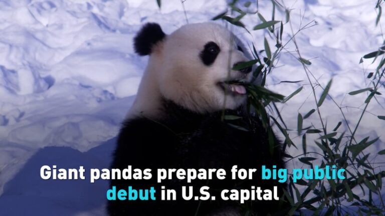 Giant Pandas Bao Li and Qing Bao Prepare for Big Public Debut in U.S. Capital - Khabar Asia
