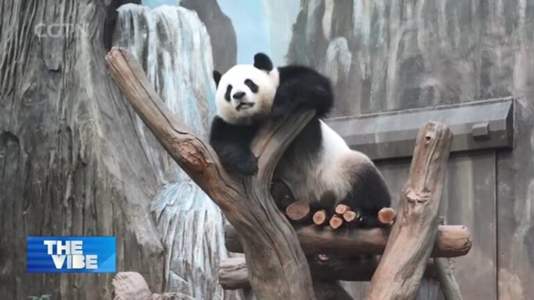 Giant Pandas Set to Boost Hong Kong Tourism with Public Debut - Khabar Asia