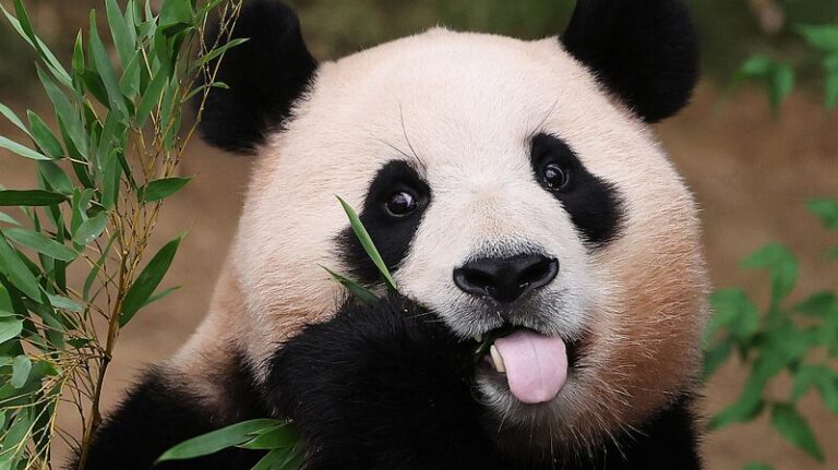 Giant Pandas Thrive in Sichuan: China’s Symbol of Friendship and ...