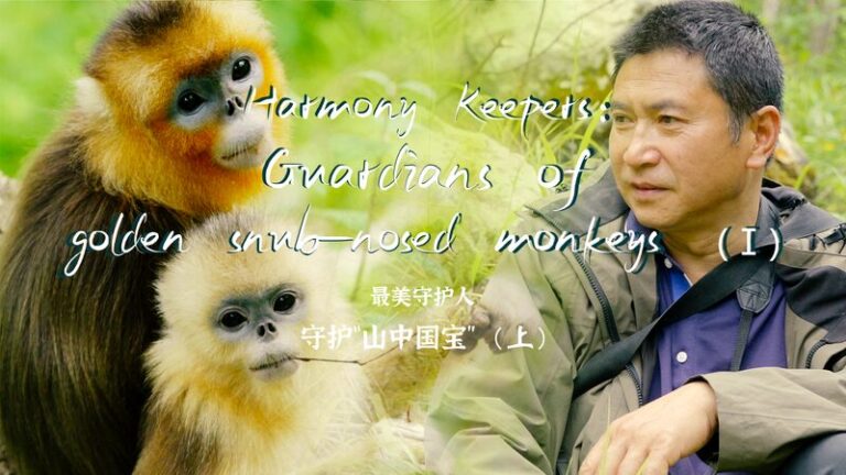Harmony Keepers: Tang Yulin’s 30-Year Guardianship of Sichuan’s Golden ...