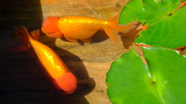 Imperial Goldfish Exhibition Celebrates Chinese Heritage at Prince Kung ...