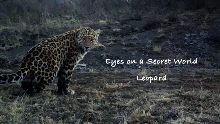 Infrared Cameras Unveil Hidden Life of Leopards in China’s Liupan Mountains - Khabar Asia