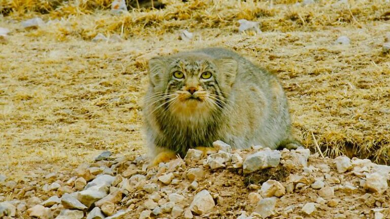 Marvelous Qinghai: Meet the Grumpy-Faced Pallas’s Cat - Khabar Asia