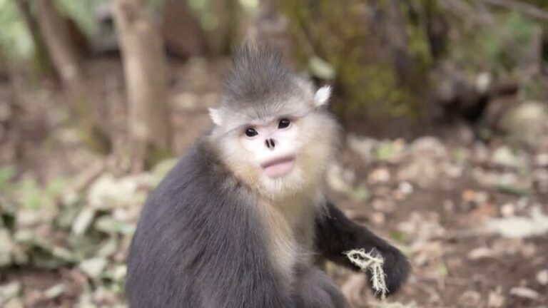 New Technologies Aid Conservation of Endangered Yunnan Snub-Nosed ...