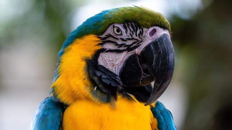 Scientists Unveil New Bird Family Tree, Redefining Avian Evolution ...