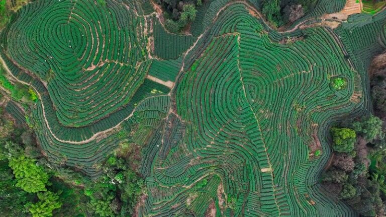 Spring Brings Vibrancy to Sichuan’s Ancient Tea Terraces - Khabar Asia