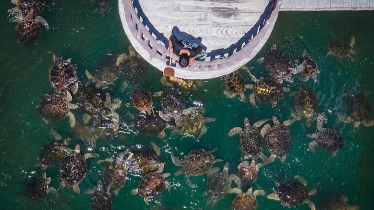 World Turtle Day: Asia Unites to Protect Endangered Turtles and ...