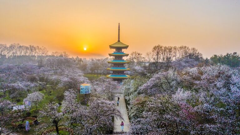 Cherry Blossoms in Full Bloom at Fujian’s Yongfu Tea Gardens - Khabar Asia