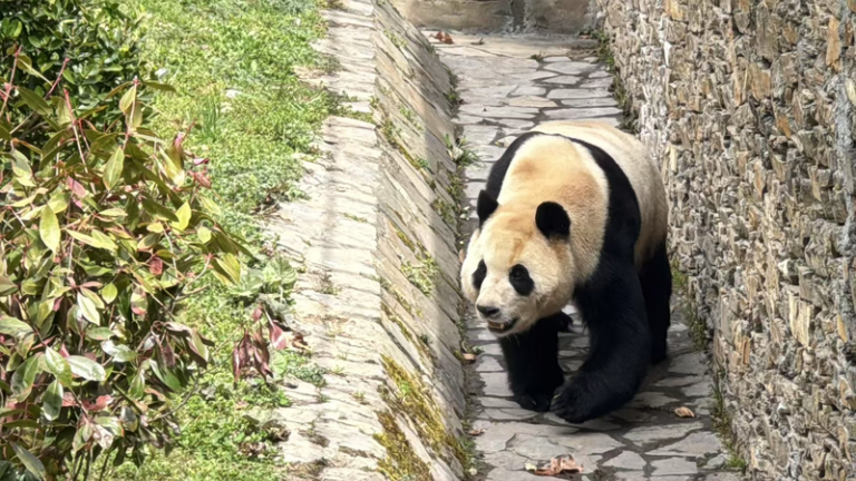 Beloved Panda Fu Bao Thrives in China After Recovery Journey - Khabar Asia