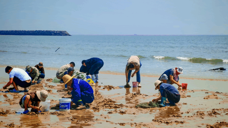 Clam-Digging Craze Sweeps Coastal Rizhao, Boosting Tourism and Culture ...