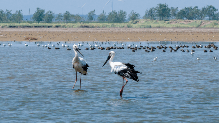 China’s Autumn Skies Alive with Migratory Bird Spectacle - Khabar Asia