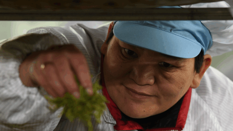 Huang Hongying: Brewing Hope in Guizhou’s Tea Fields - Khabar Asia