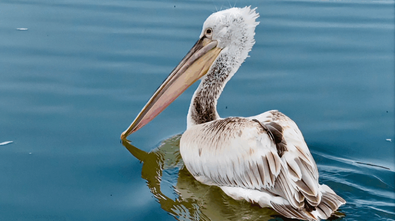 Rare Giant Pelicans Thrive in North China’s Wetlands - Khabar Asia