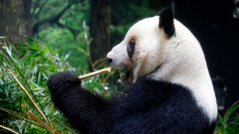 Japan’s Last Pandas Depart in January, Ending 50-Year Chapter - Khabar Asia