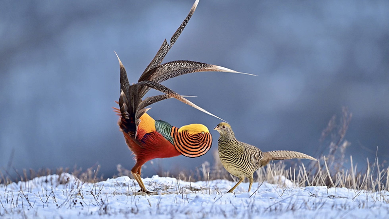 Rare Golden Pheasant Courtship Ritual Captured in Shanxi Forests ...