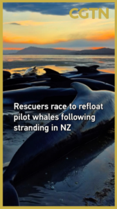 Rescuers Race to Refloat Stranded Pilot Whales in New Zealand - Khabar Asia