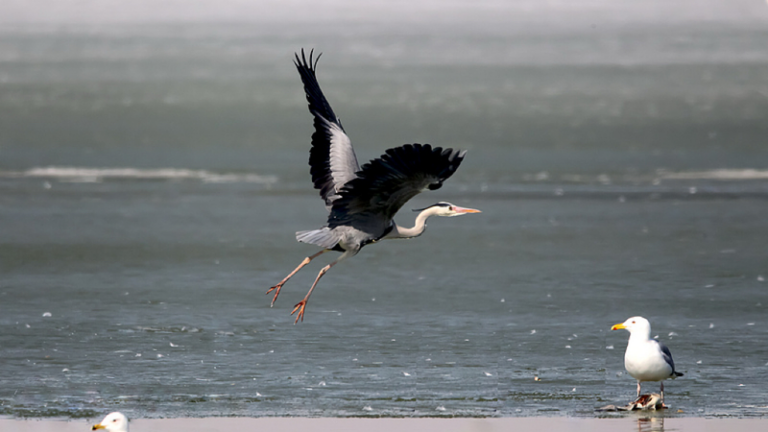 Asia’s Endangered Birds Sound SOS Through Innovative Conservation ...