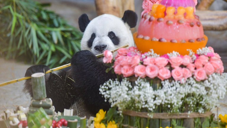Hainan Expo 2026 Showcases Global Trade & Panda Ambassadors - Khabar Asia
